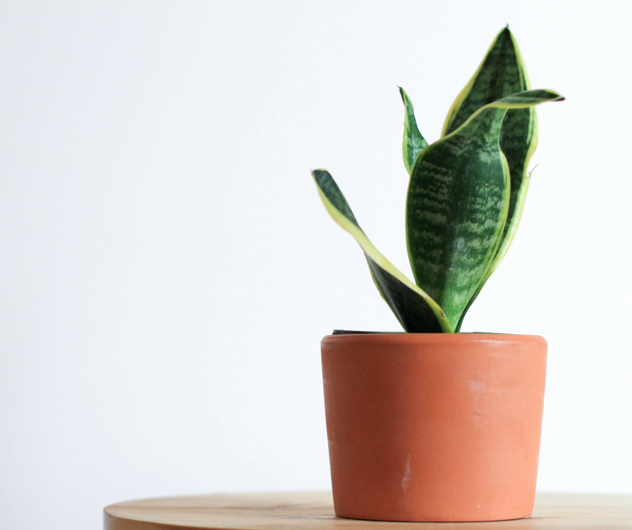 The Perfect Indoor Plants for You! - BUas HUB